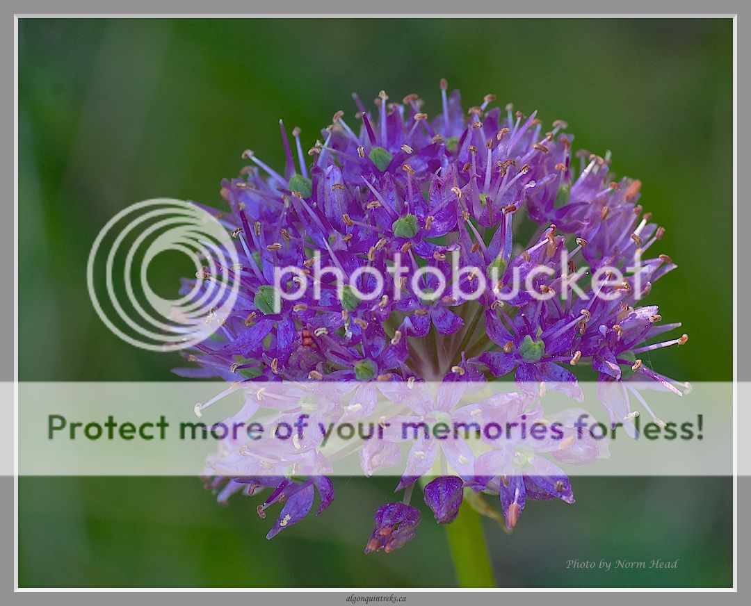 Wildflowers around the garden - PentaxForums.com